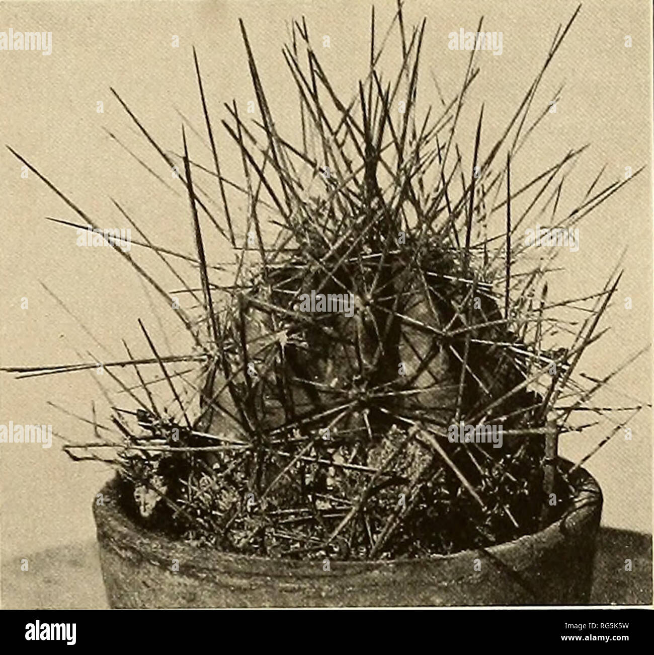 . The Cactaceae : descriptions and illustrations of plants of the ...