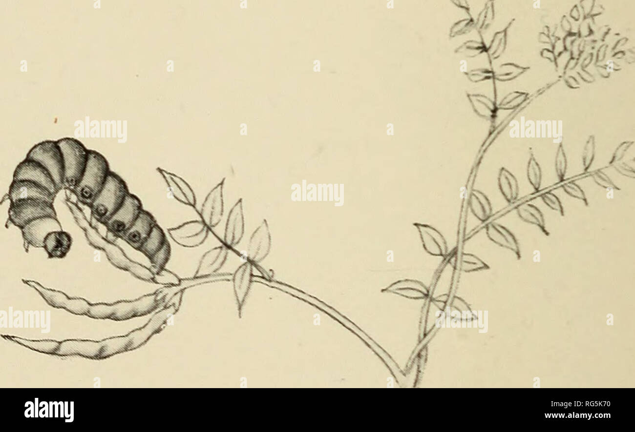 Silver spotted skipper caterpillar hi-res stock photography and images ...