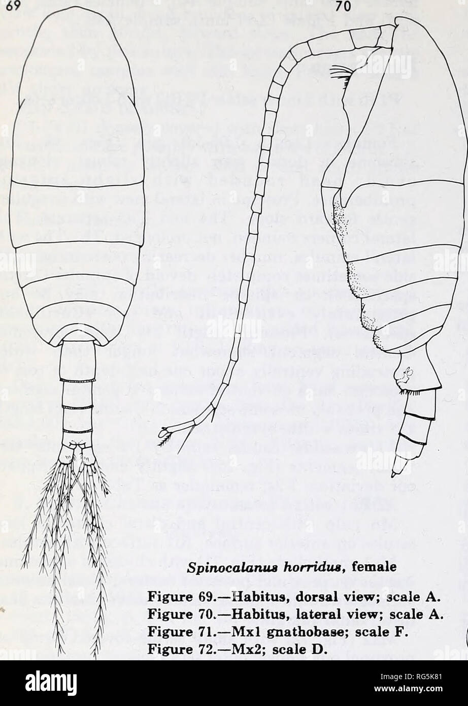 . Calanoid copepods of the genera Spinocalanus and Mimocalanus from the ...