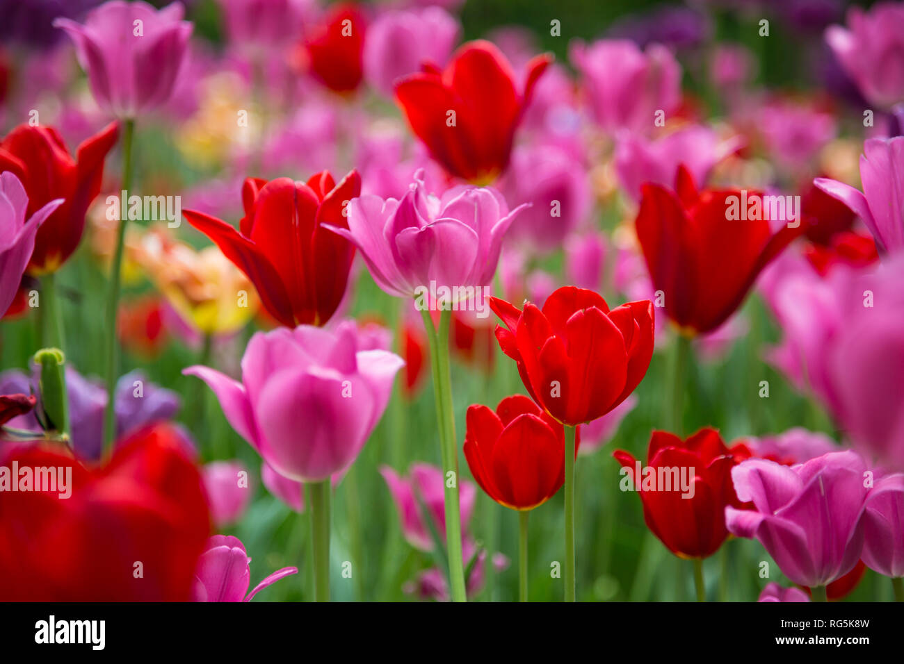 Cantigny park hi-res stock photography and images - Alamy