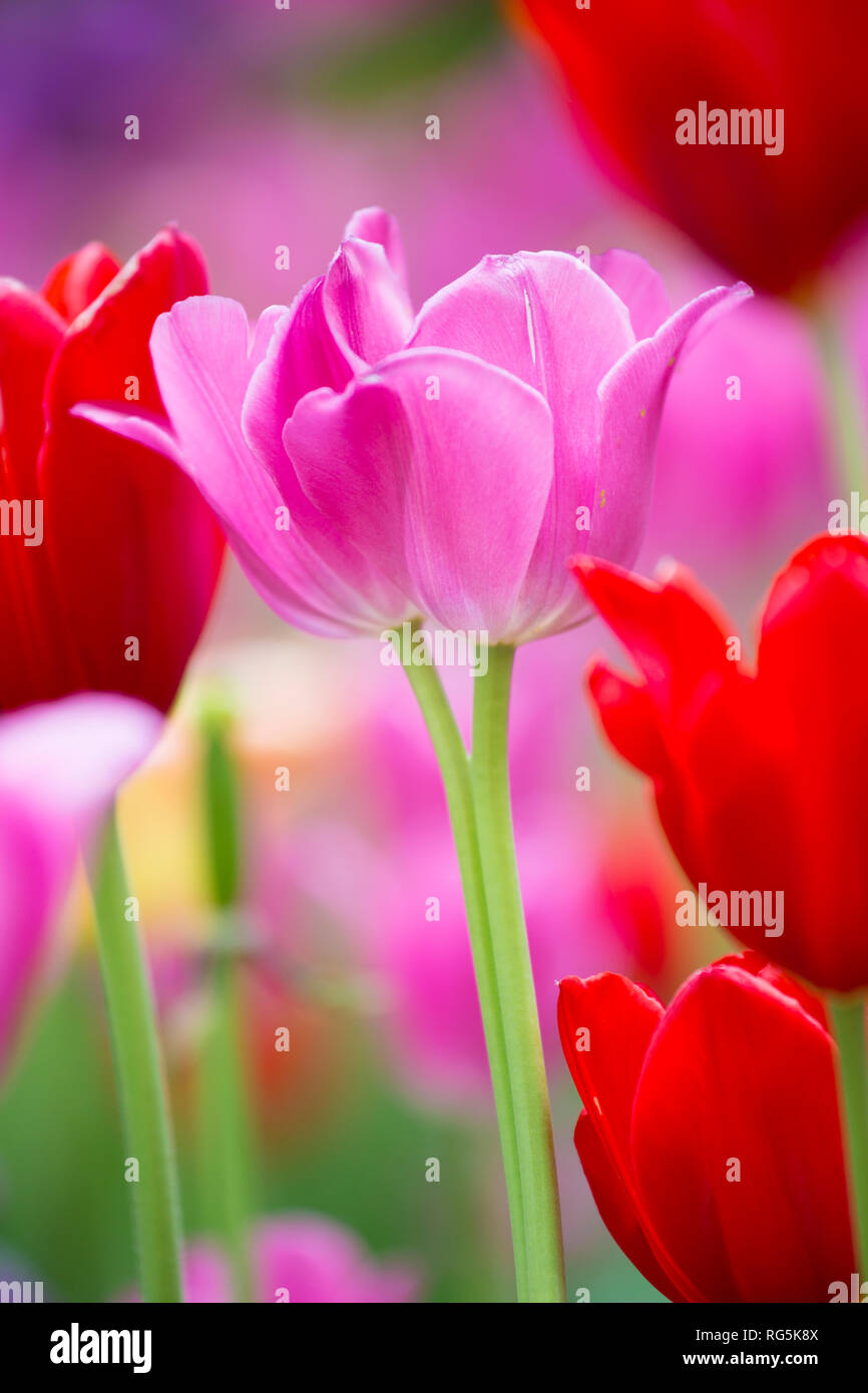 Cantigny park at wheaton hi-res stock photography and images - Alamy