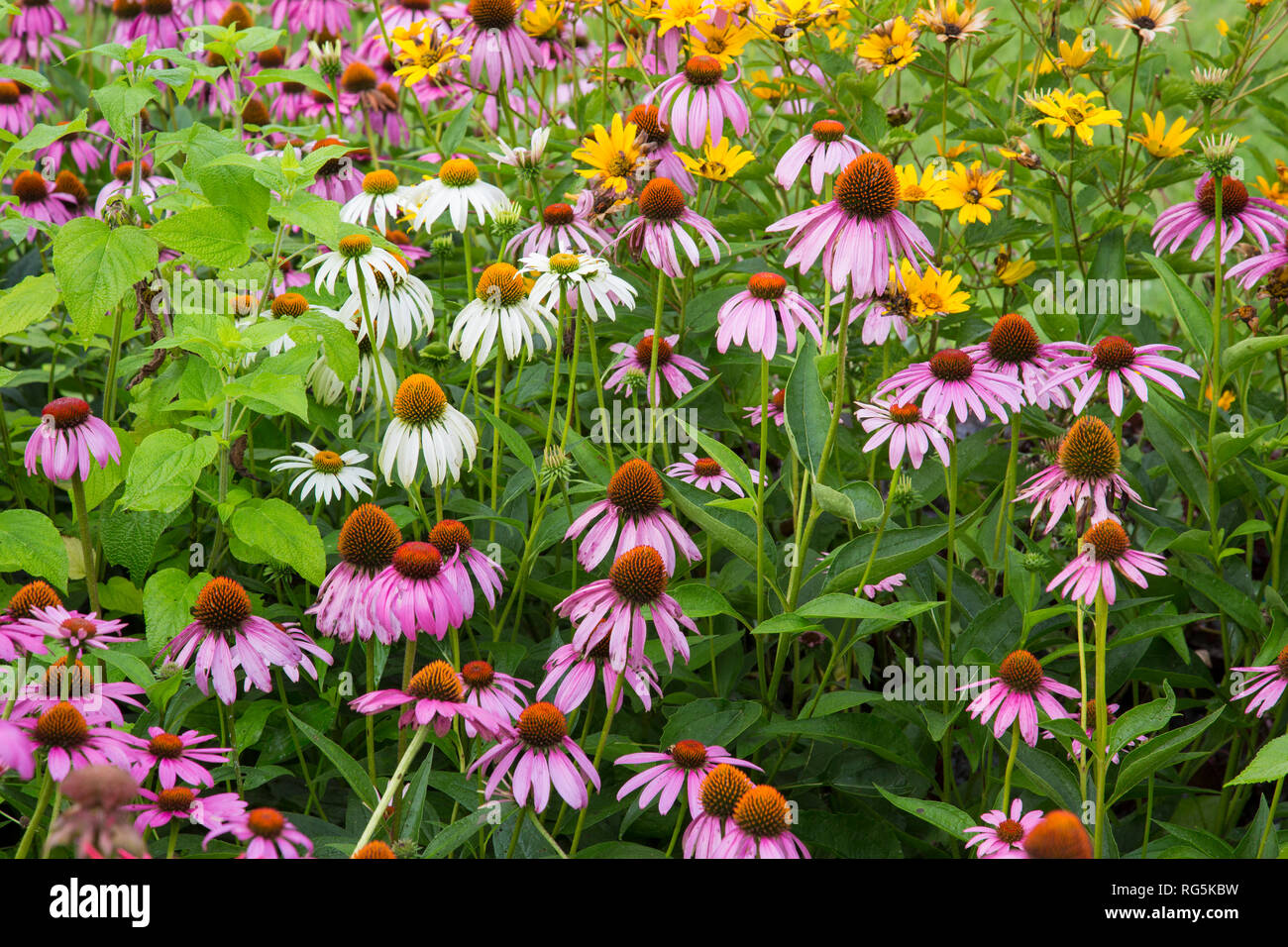 False sunflowers hi-res stock photography and images - Alamy