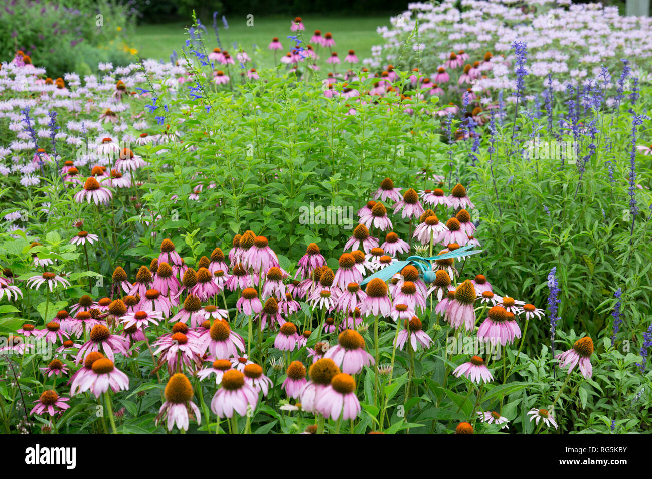 Cone Flowers Bee Balm