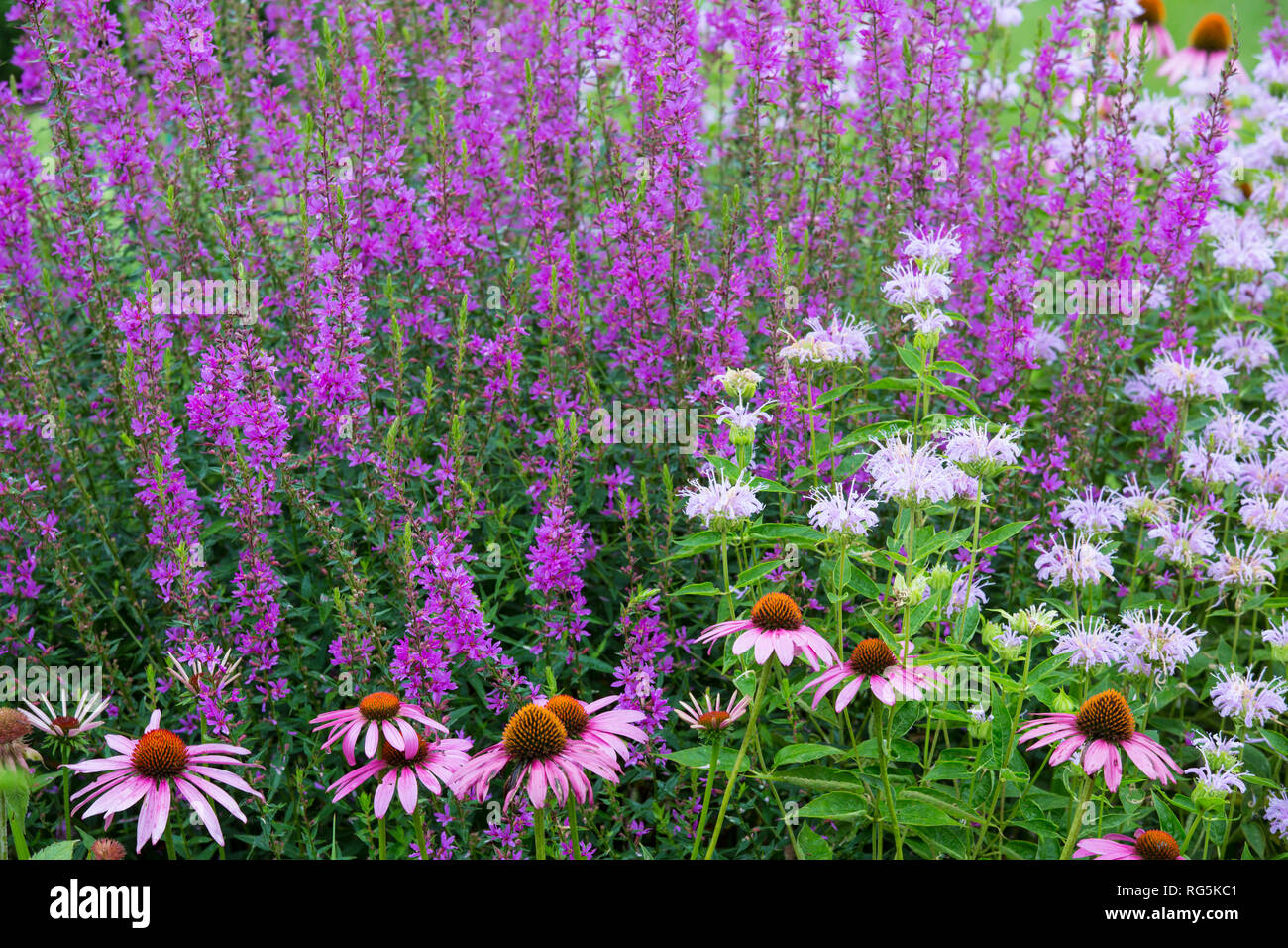 63821-23615 Flower garden with Purple Coneflowers (Echinacea purpurea ...