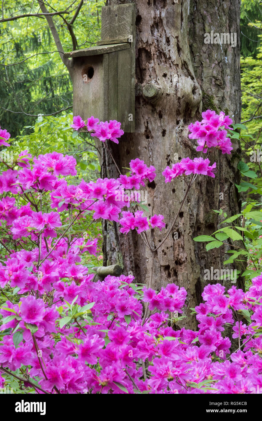 Azalea path arboretum and botanical gardens hi-res stock photography ...