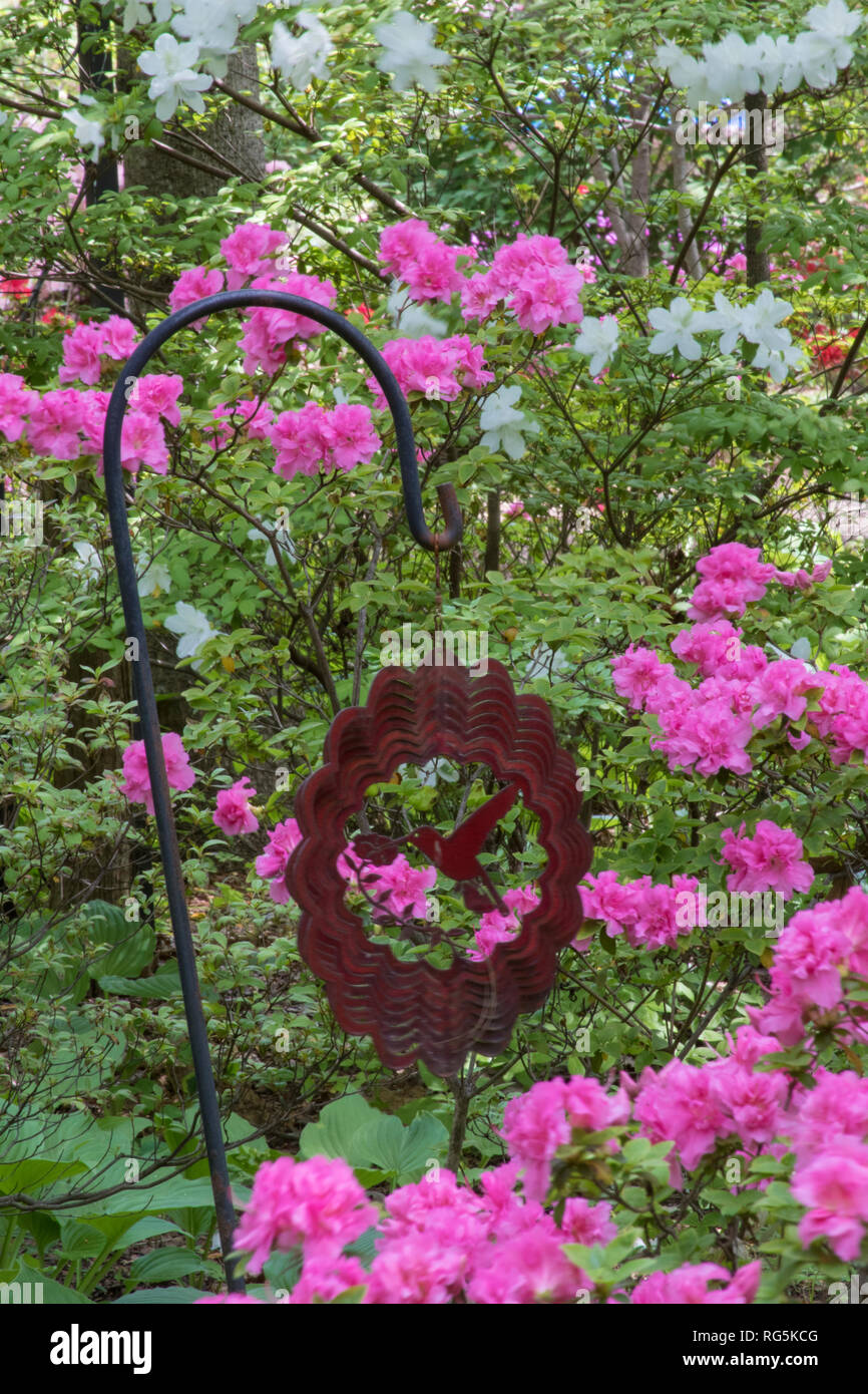 Azalea Path Arboretum And Botanical Gardens High Resolution Stock ...