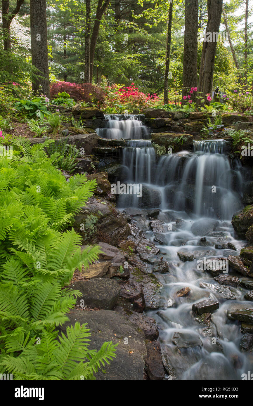 Azalea path arboretum and botanical gardens hi-res stock photography ...