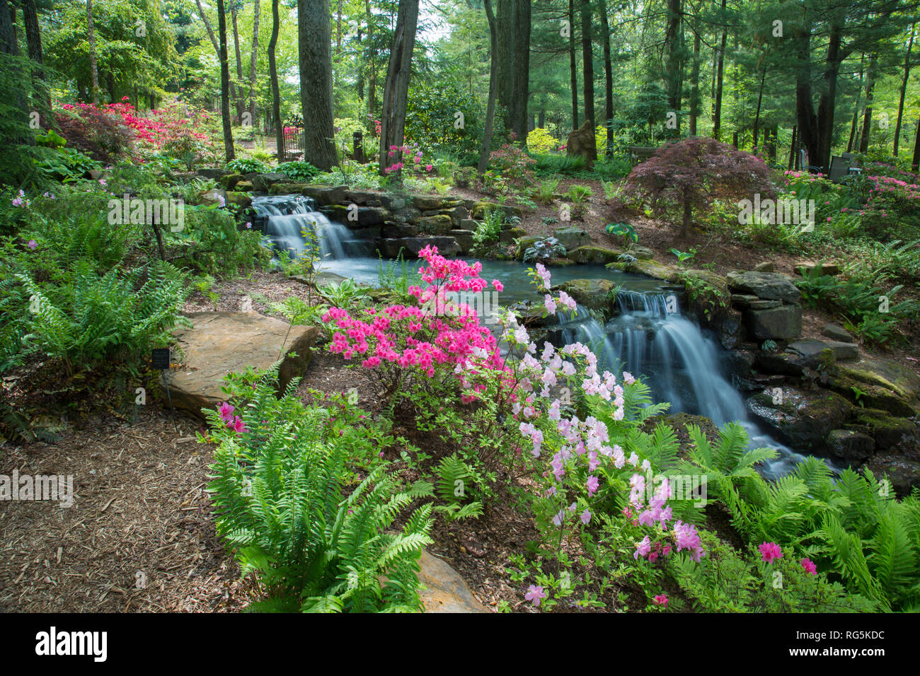63921-00516 Waterfall with ferns and azaleas at Azalea Path Arboretum ...