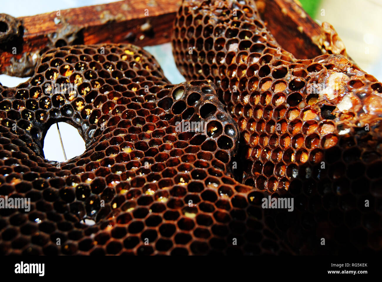 Honey insects hi-res stock photography and images - Alamy