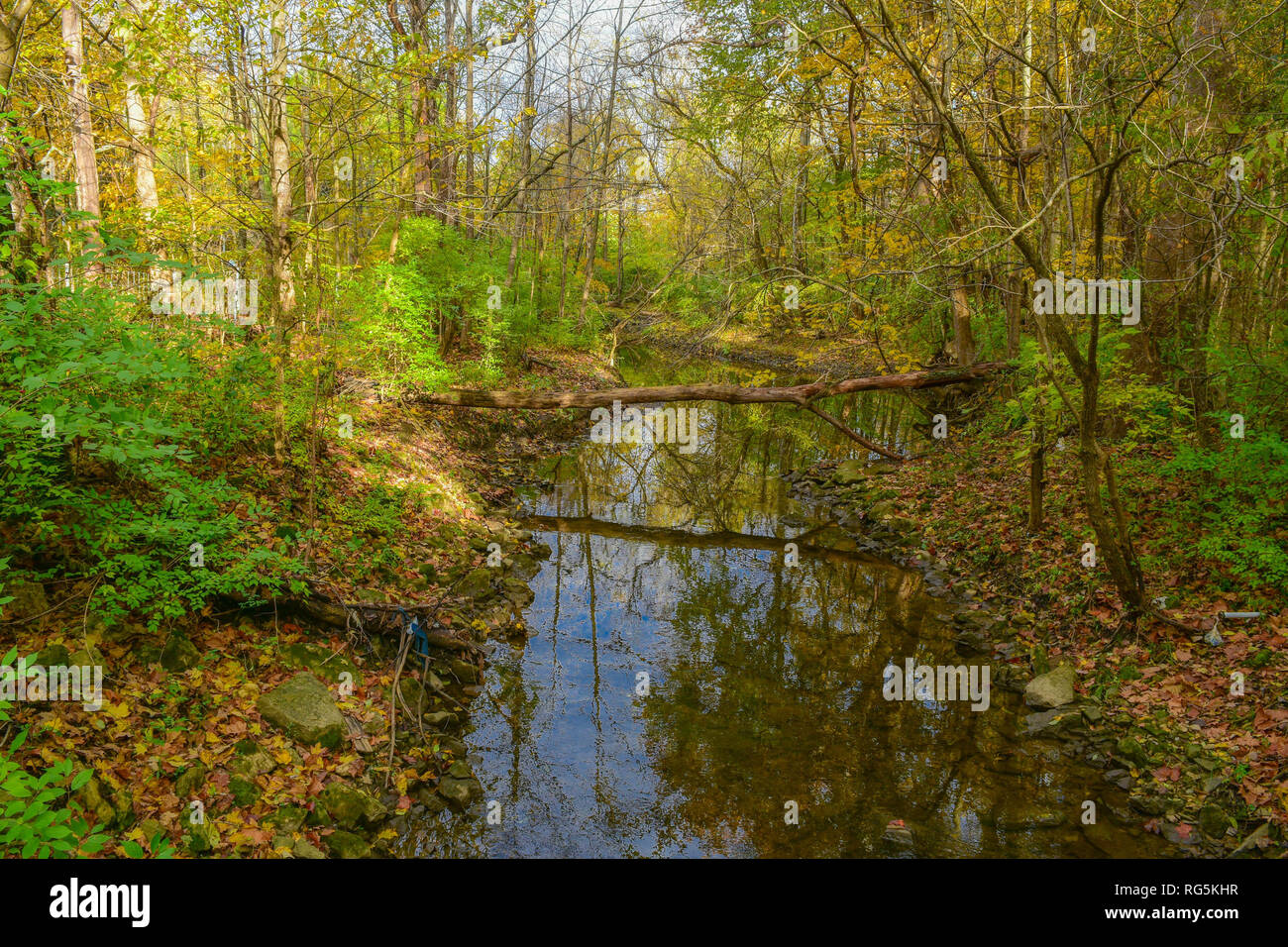 A tree fallen across a stream. Its reflection glimmers in the water ...