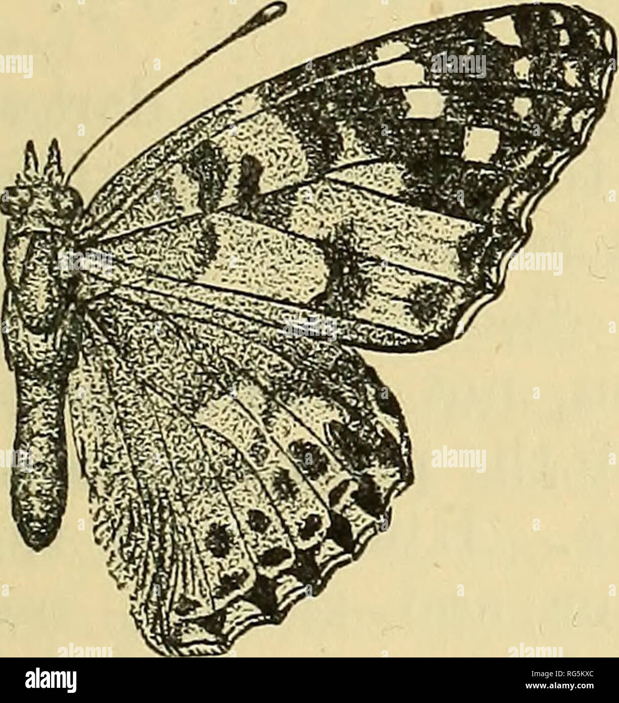Dorsal posit hi-res stock photography and images - Alamy