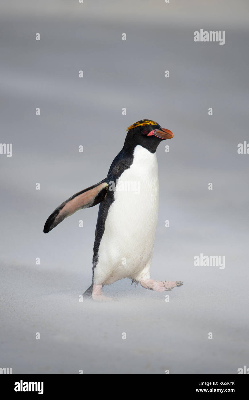 macaroni penguin eudyptes chrysolophus full length walking on sand ...