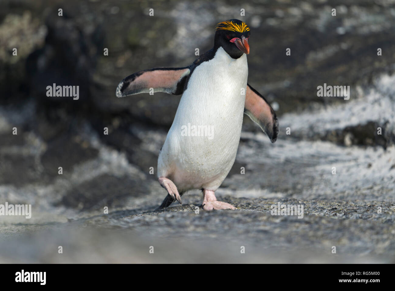 macaroni penguin eudyptes chrysolophus walking on rocks foot raised ...