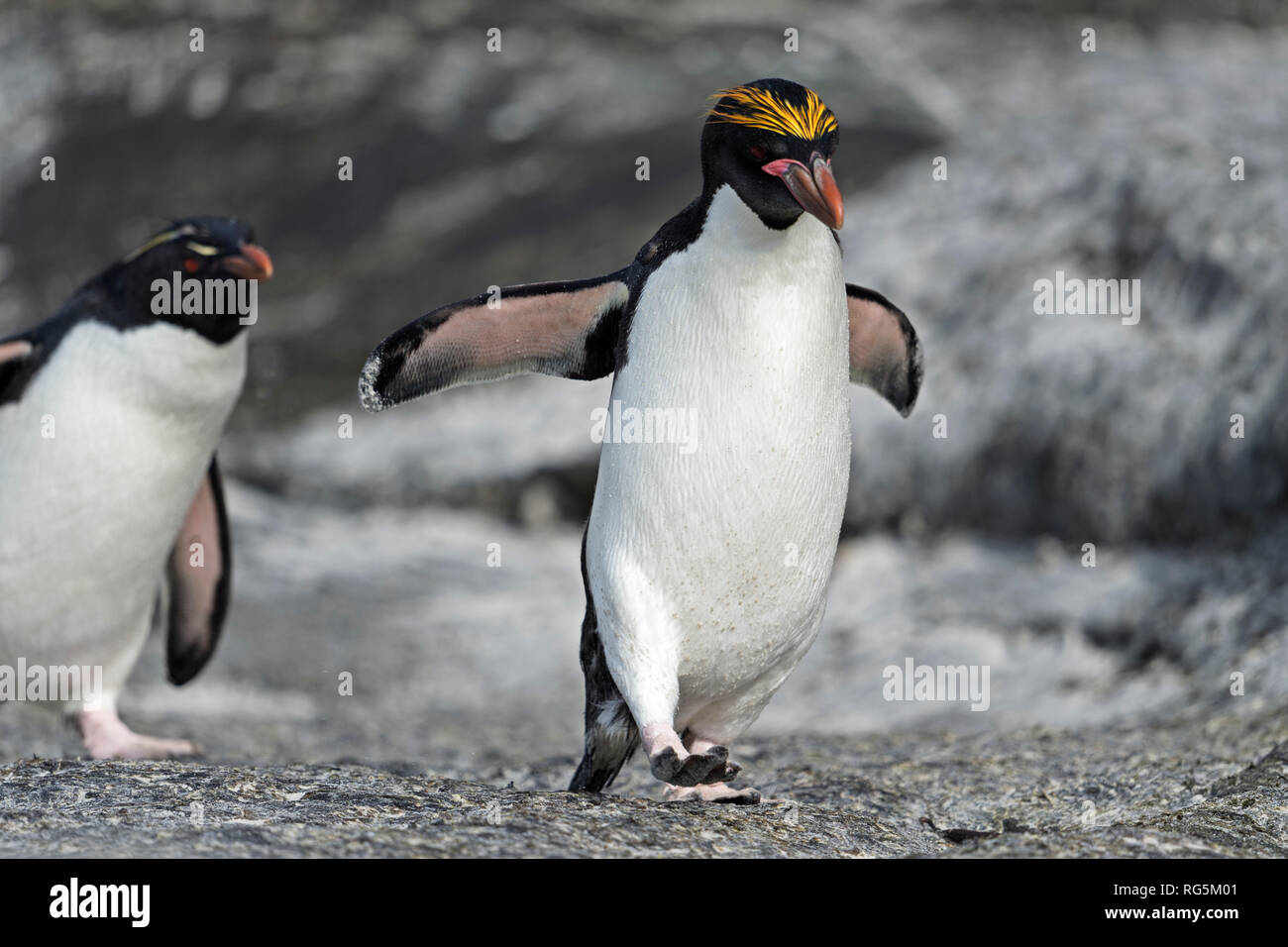 macaroni penguin eudyptes chrysolophus full length walking on rocks ...