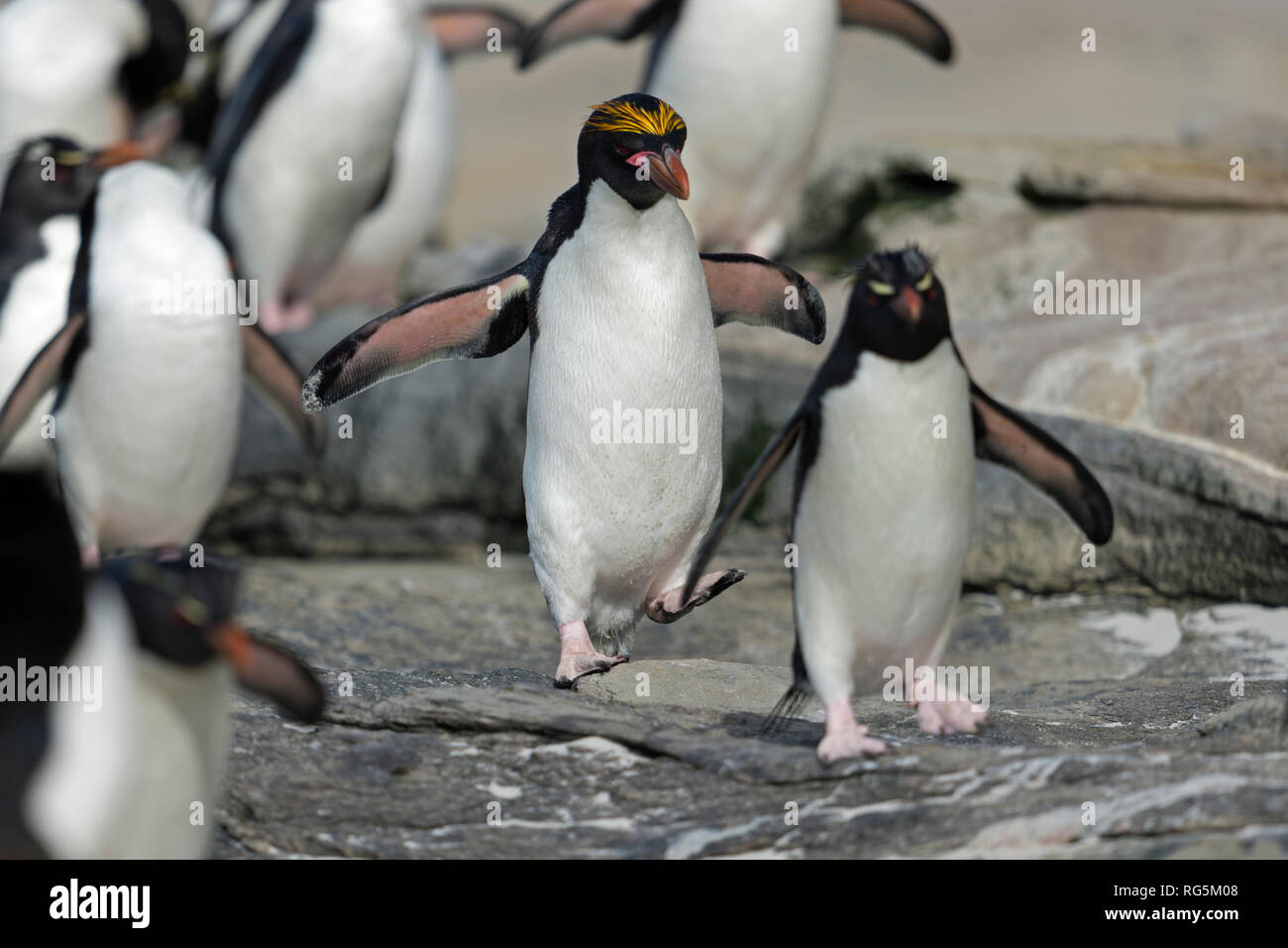 macaroni penguin eudyptes chrysolophus full length walking on rocks ...