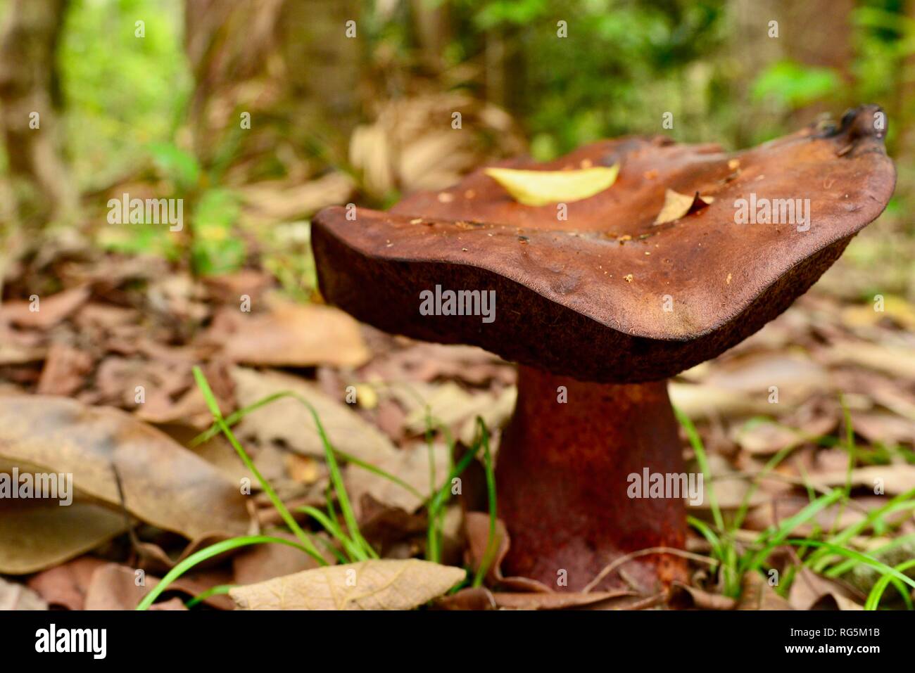 A large brown fungi fruiting body with pores mushroom like, Fern flat ...