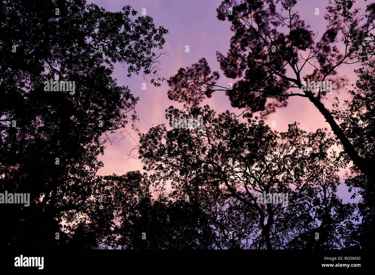 Looking up into the tree canopy with a purple sunset hi-res stock ...