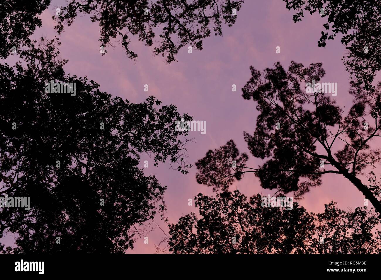 Looking up into the tree canopy with a purple sunset hi-res stock ...