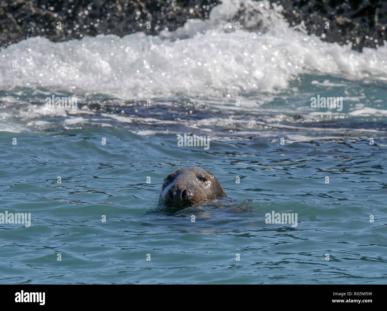 Seal looking at camera hi-res stock photography and images - Alamy