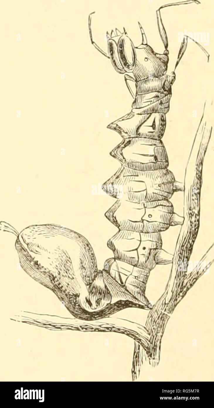 Lobster moth caterpillar hi-res stock photography and images - Alamy