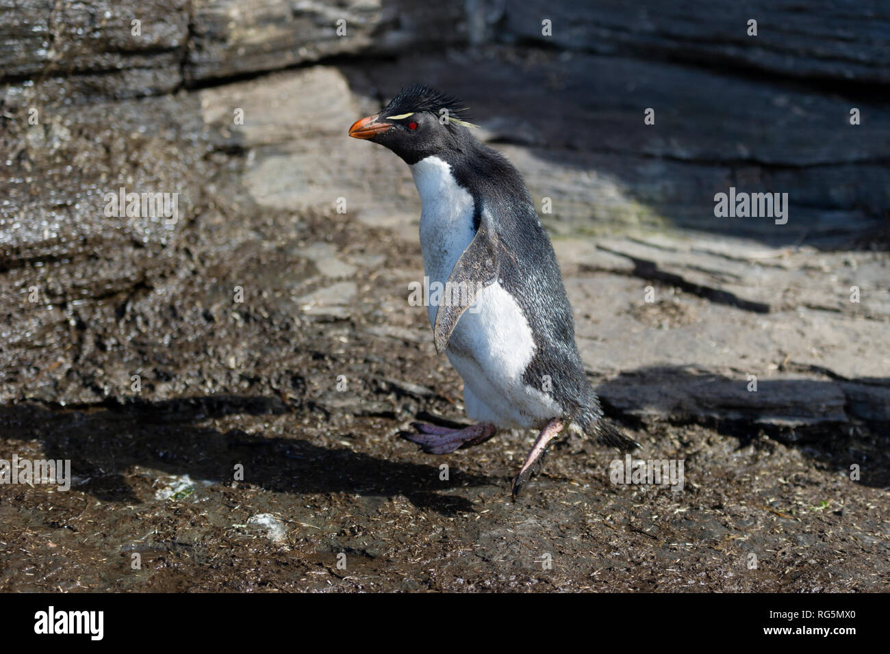 rockhopper penguin eudyptes chrysocome side on jumping across rocks ...