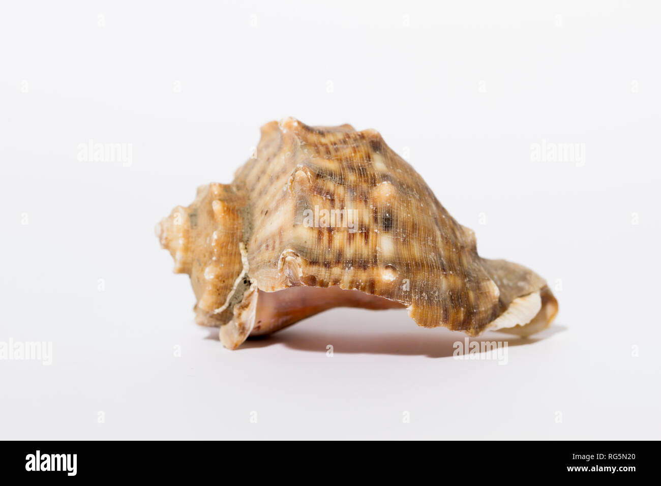 A beautiful conch Stock Photo - Alamy