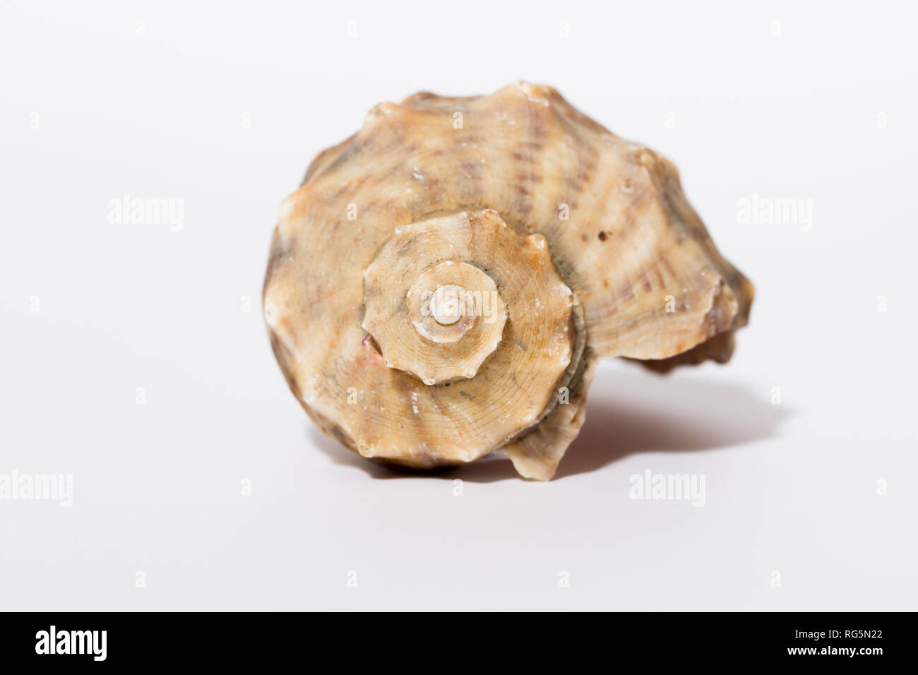 Close up of a conch shell hi-res stock photography and images - Alamy