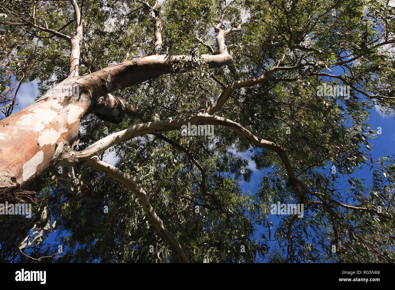 Blue gum eucalyptus tree hi-res stock photography and images - Alamy