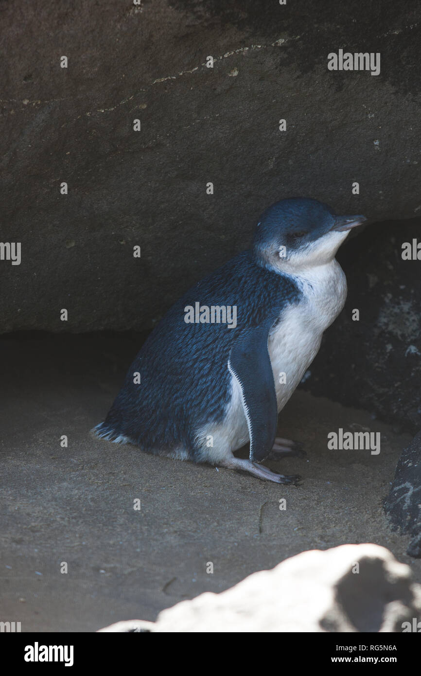 Little Penguin (Eudyptula minor) standing in shade behind rock Stock ...