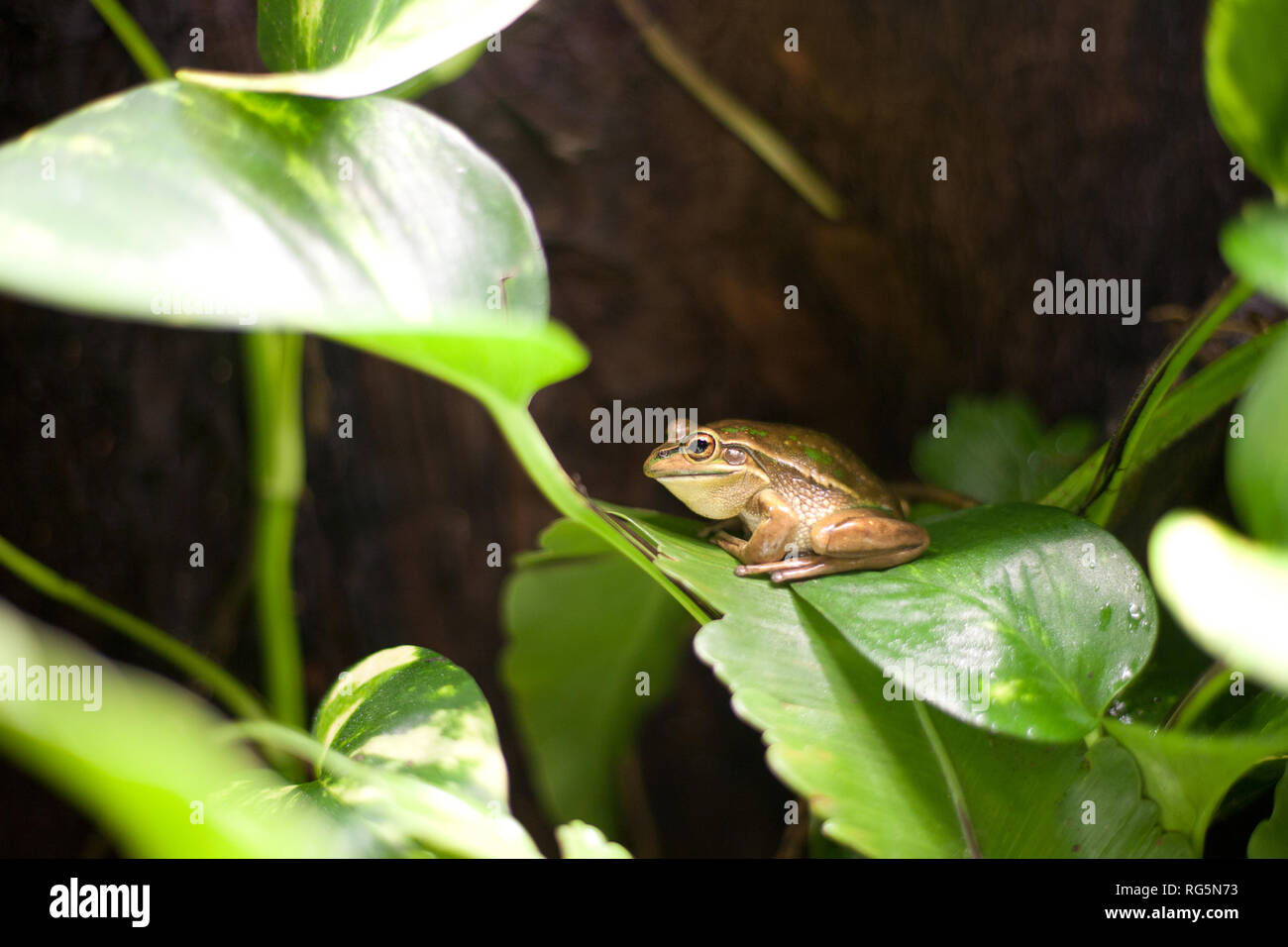Green Tree Frog (Litoria caerulea Stock Photo - Alamy