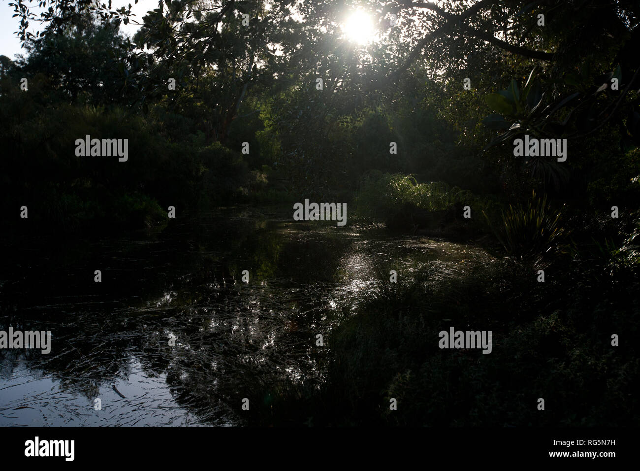 Swamp land in Victoria, Australia Stock Photo - Alamy