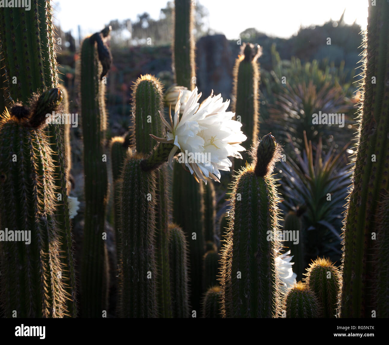 Cacti flowering hi-res stock photography and images - Alamy