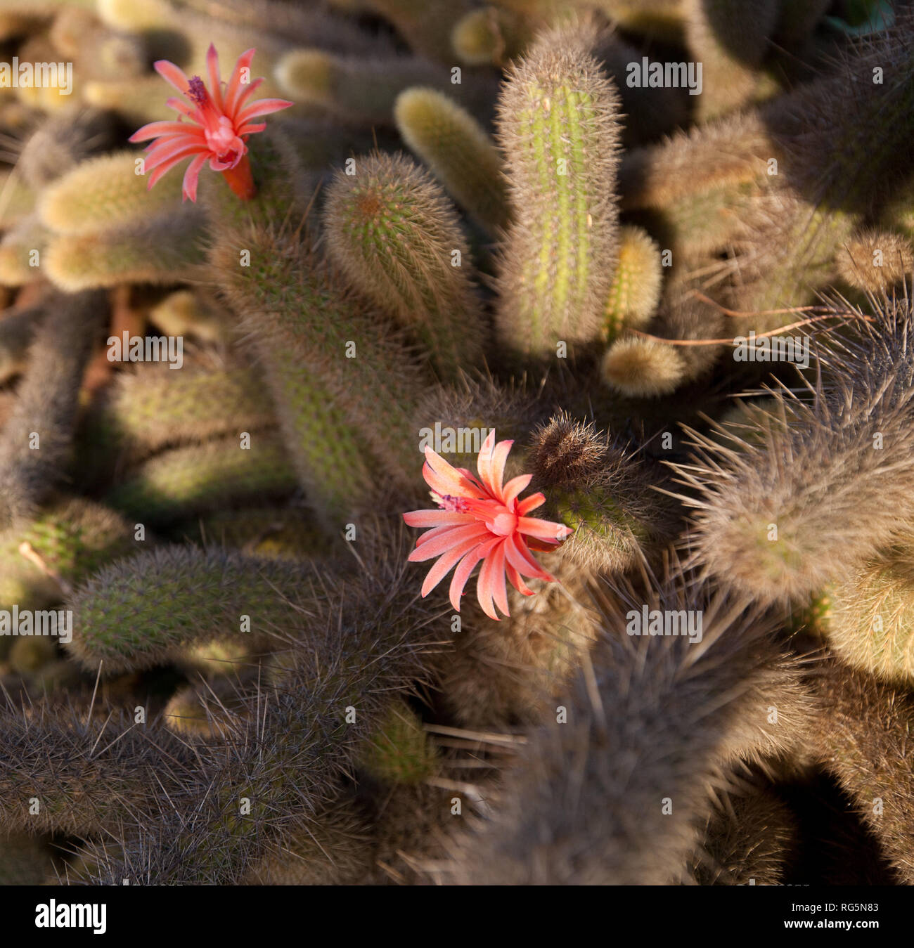 Cacti flowering hi-res stock photography and images - Alamy