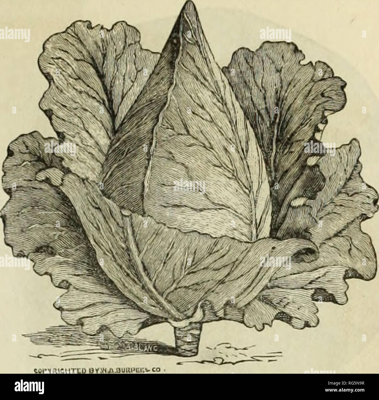 . Burpee's farm annual : garden, farm, and flower seeds. Nursery stock ...