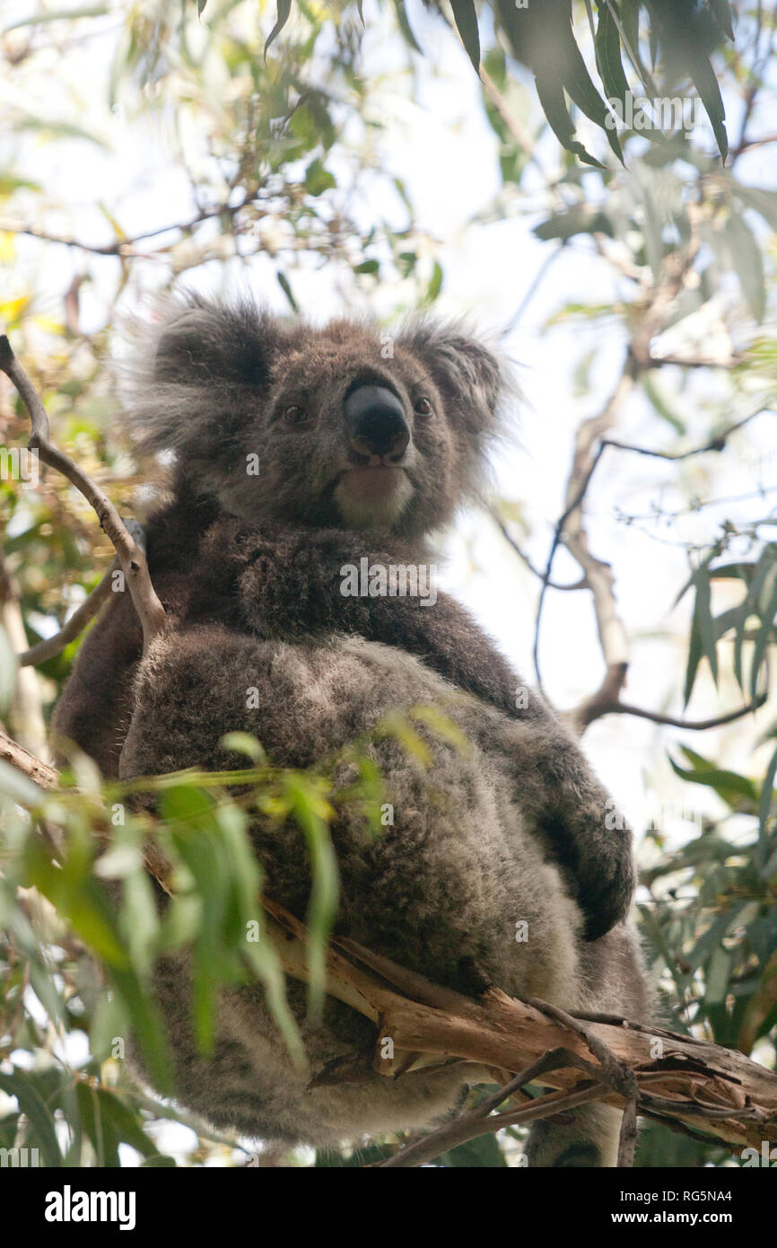 Koala (Phascularctos cinereus) resting in Eucalyptus tree Stock Photo ...