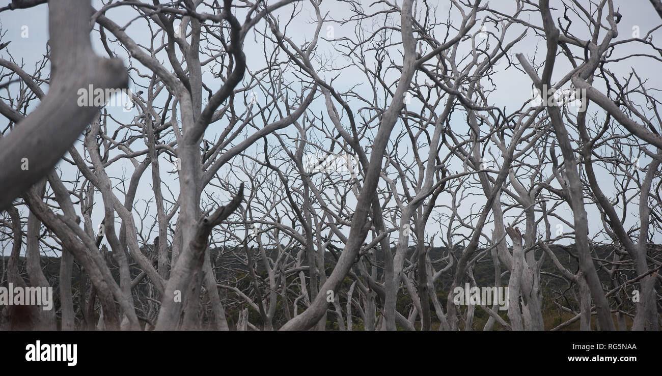 Defoliated dead eucalyptus trees Stock Photo - Alamy