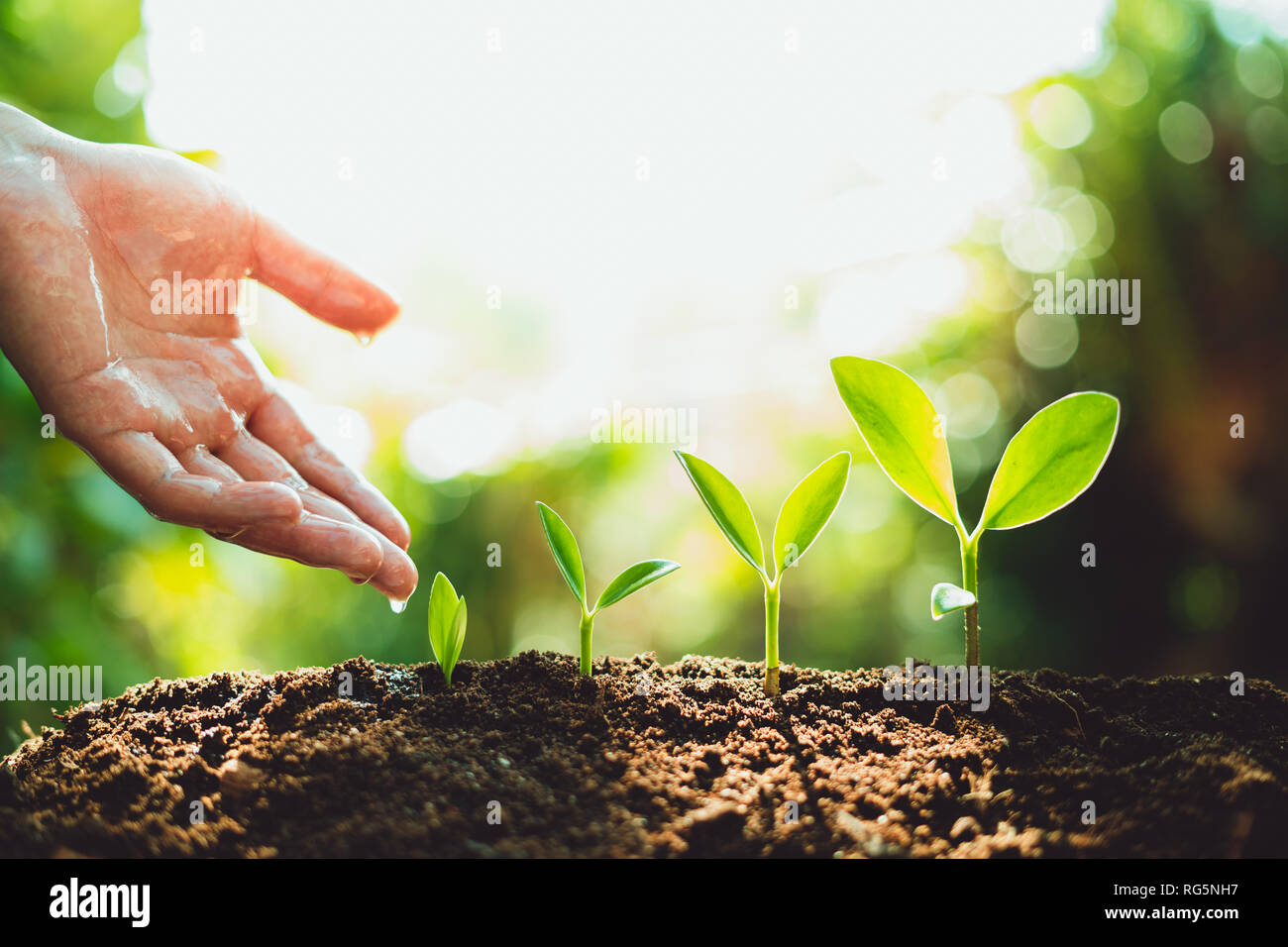 Close-Up Of Fresh Green Plant Growing,Tree Growth Steps In nature And ...