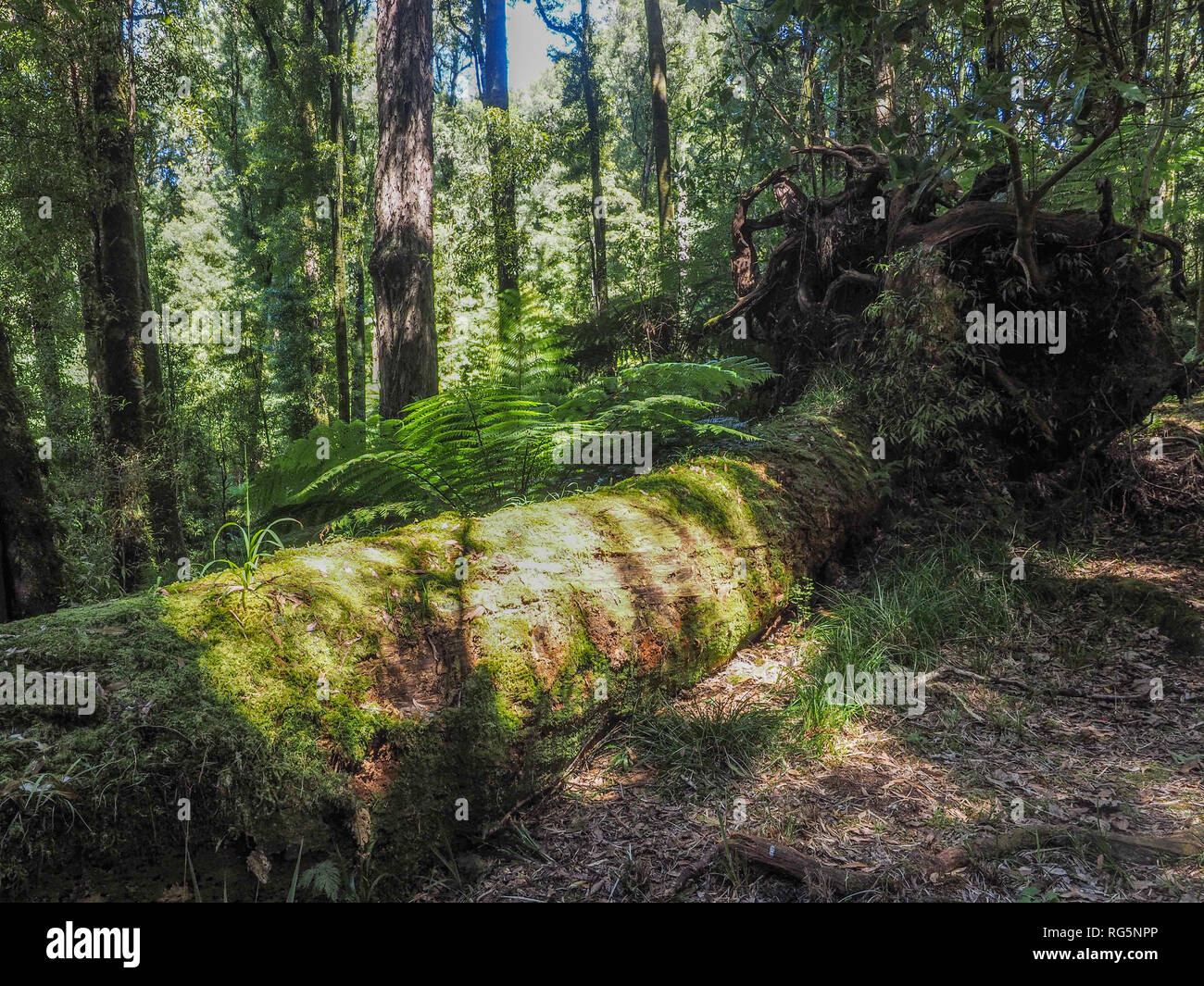Totara tree hi-res stock photography and images - Alamy