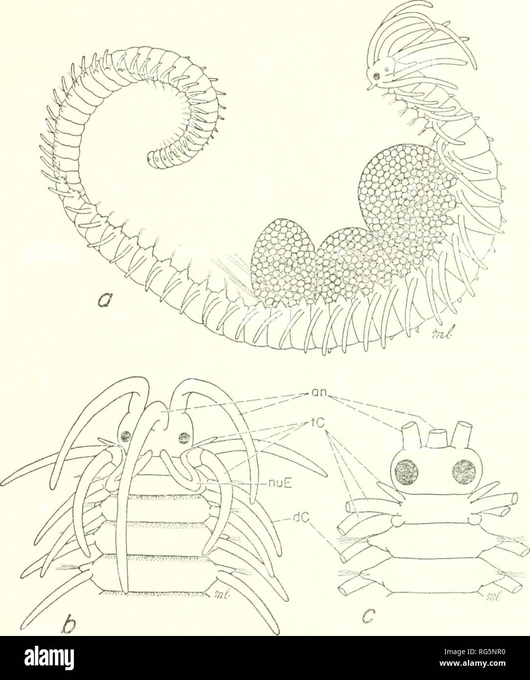 Breeds all year round hi-res stock photography and images - Alamy