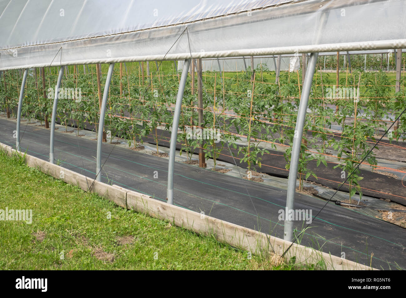 View through the open side of a nursery hoop house filled with ...