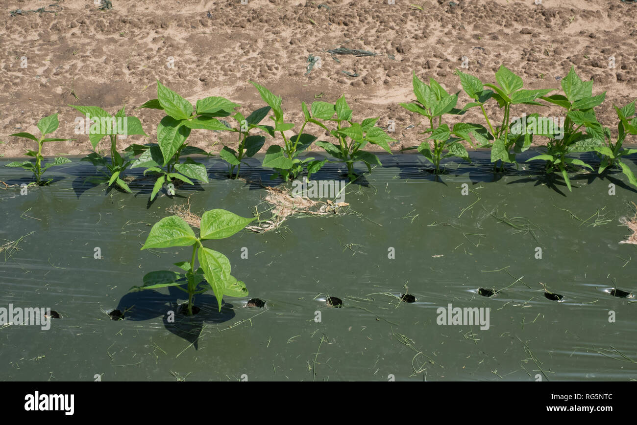 Seedling and farm crop field hi-res stock photography and images - Alamy