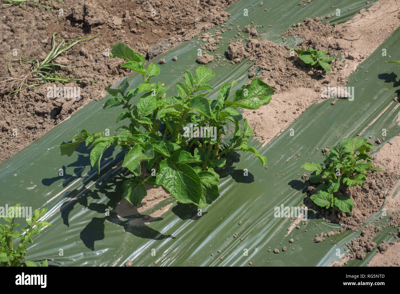 Potato truck hi-res stock photography and images - Alamy