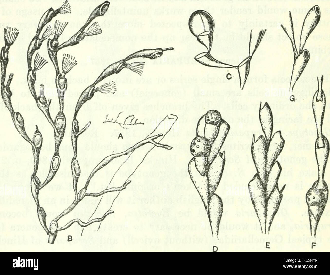 . Bulletin - United States National Museum. Science. 60 BULLETIN 100 ...