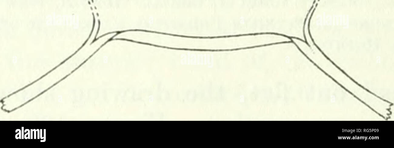 . Bulletin - United States National Museum. Science. Fig. 121.—Pegea ...