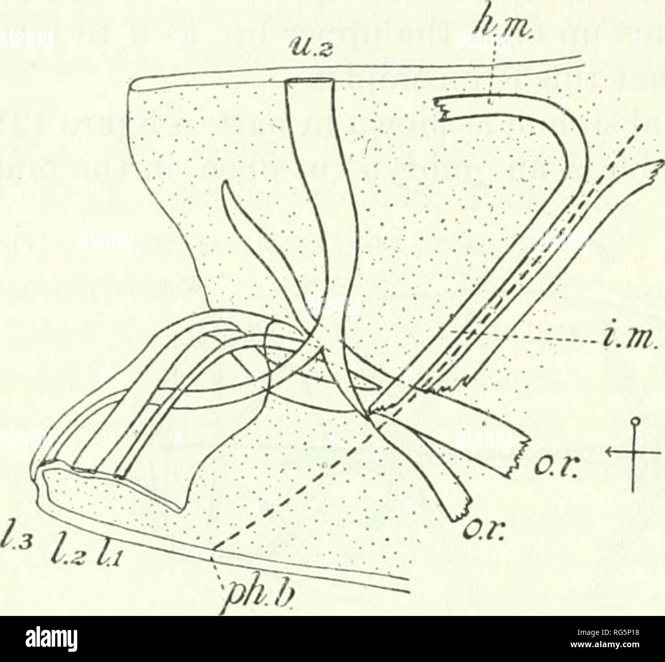 . Bulletin - United States National Museum. Science. 132 BULLETIN 100 ...
