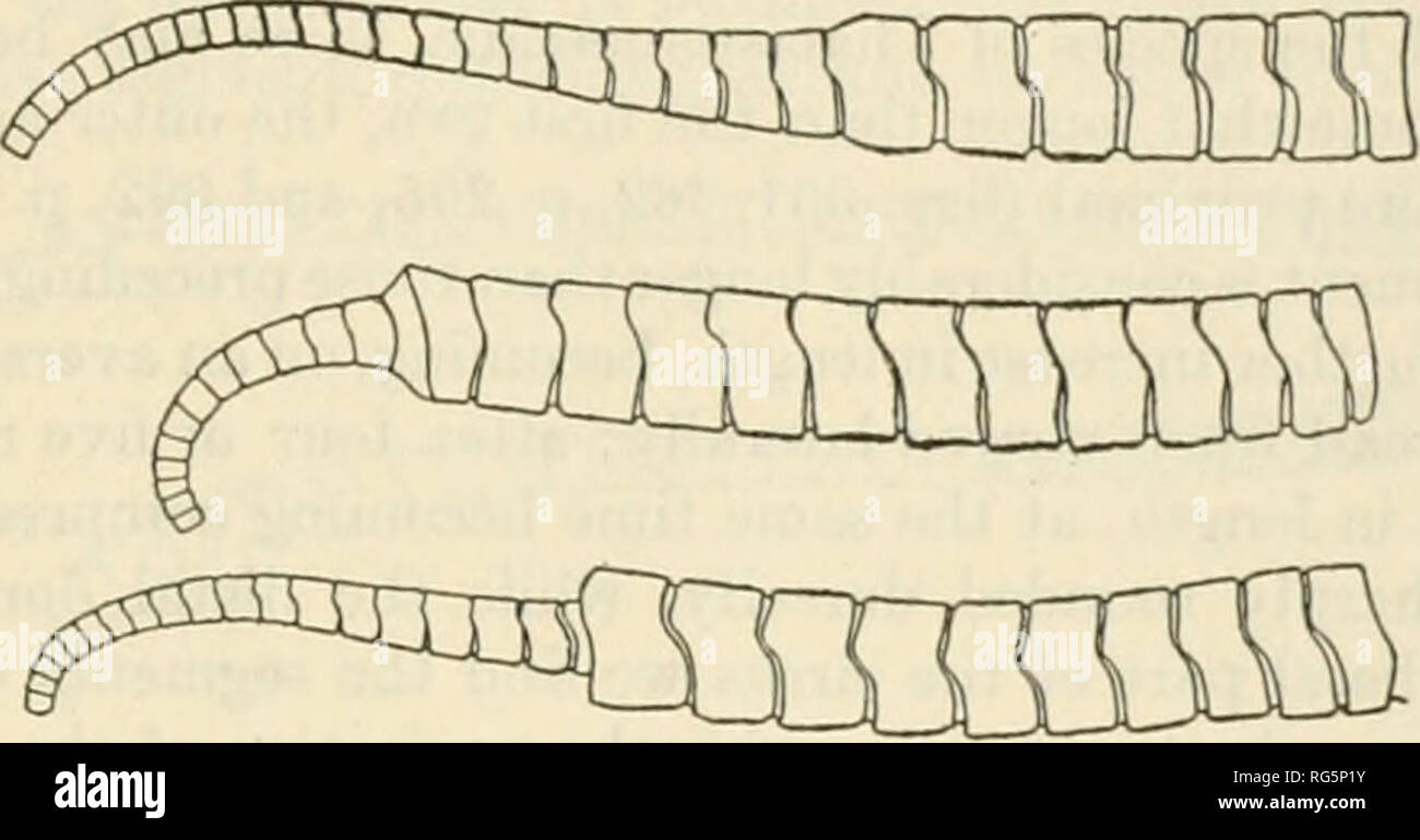 Pulled figs hi-res stock photography and images - Alamy