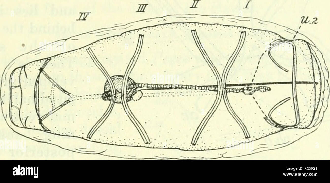 . Bulletin - United States National Museum. Science. vol. 2. ft. 2.] A ...