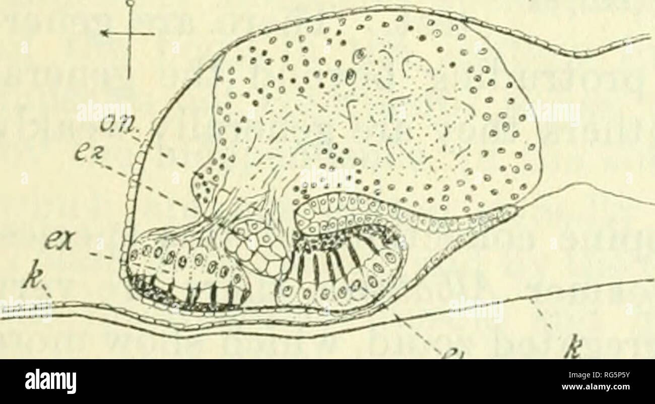 . Bulletin - United States National Museum. Science. Fig. 110.—Thalia ...