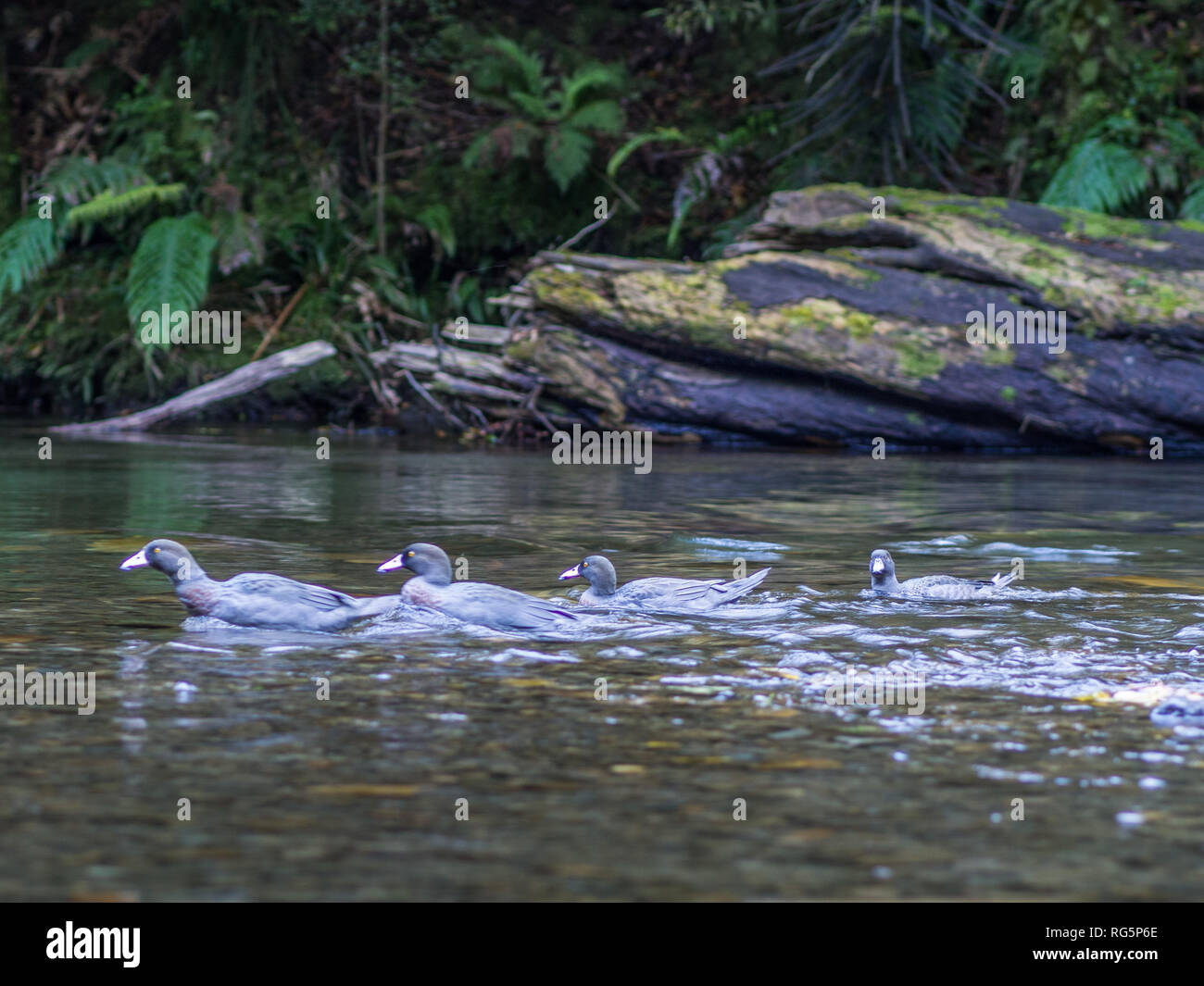 Biodiversity new zealand hi-res stock photography and images - Alamy