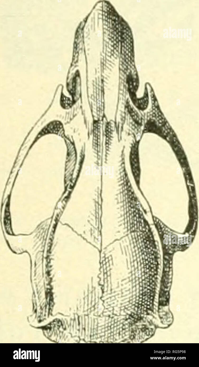 . Bulletin - United States National Museum. Science. MAMMALS OF THE ...